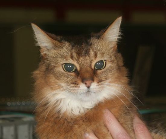 Les Somalis de la Chacolaterie - Zutphen 2007